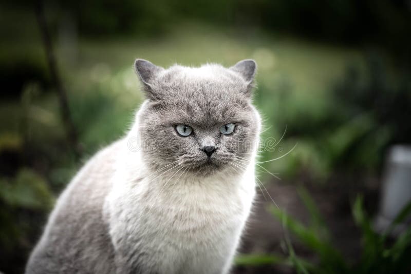 Dangerous Domestic Cat with an Evil Look, Incredible Wildlife Stock ...