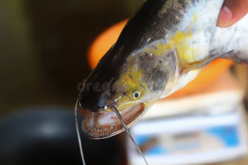 Dangerous Fresh Water Shark Catfish Wallago Attu Catfish in Hand Stock ...