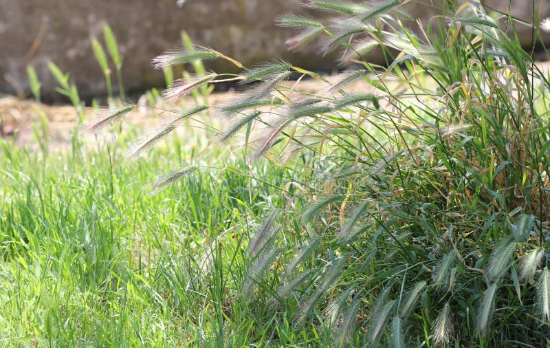 Dangerous Grass Awns in Nature Stock Image - Image of farm, ears: 220765455