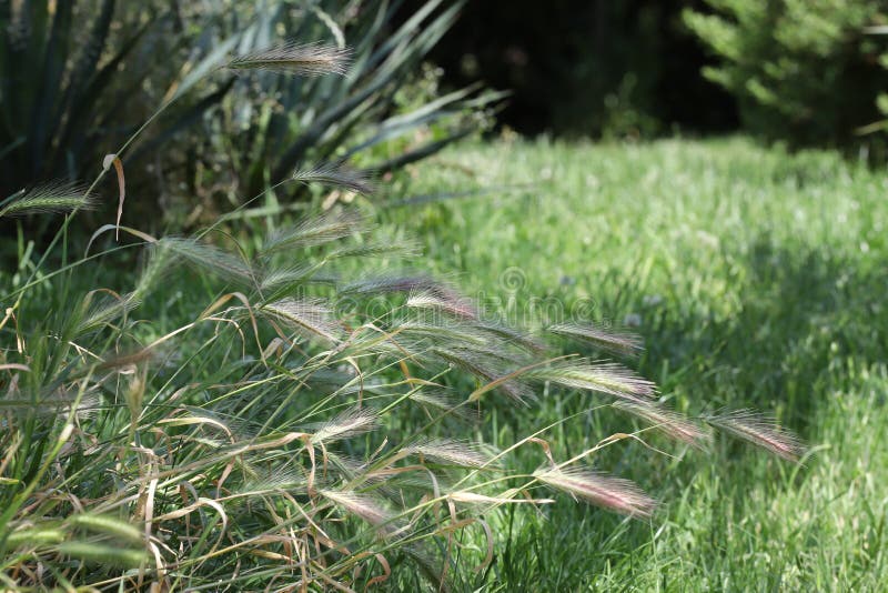 Dangerous Grass Awns in Nature Stock Image - Image of brome, fresh ...