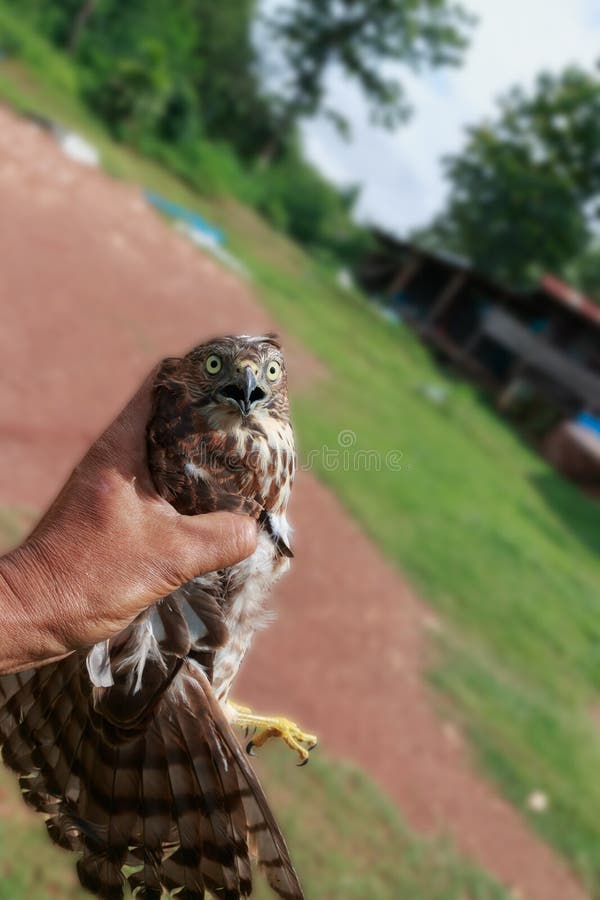 A dangerous hawk caught . stock photo. Image of hunter - 254285122