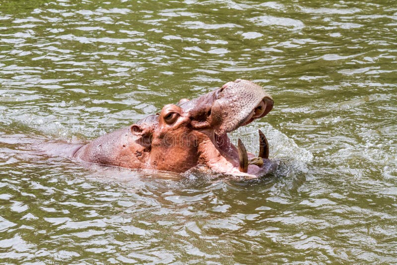 An dangerous hippopotamus stock image. Image of amphibius - 91738863