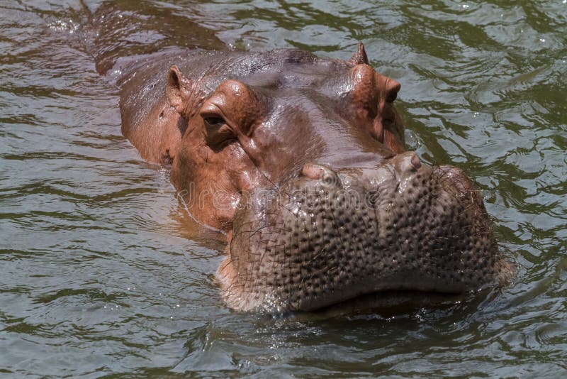 An dangerous hippopotamus stock photo. Image of reserve - 91739006