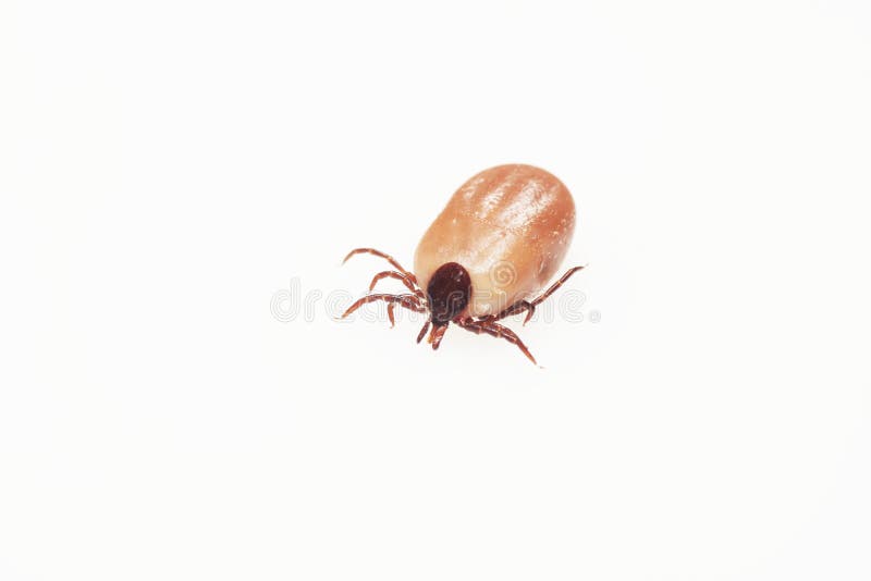 Dangerous insect tick stock photo. Image of season, borreliosis - 122274404