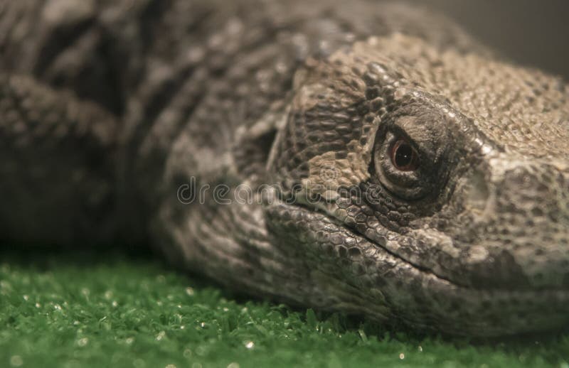 Dangerous look stock photo. Image of reptile, skin, nature - 30688984