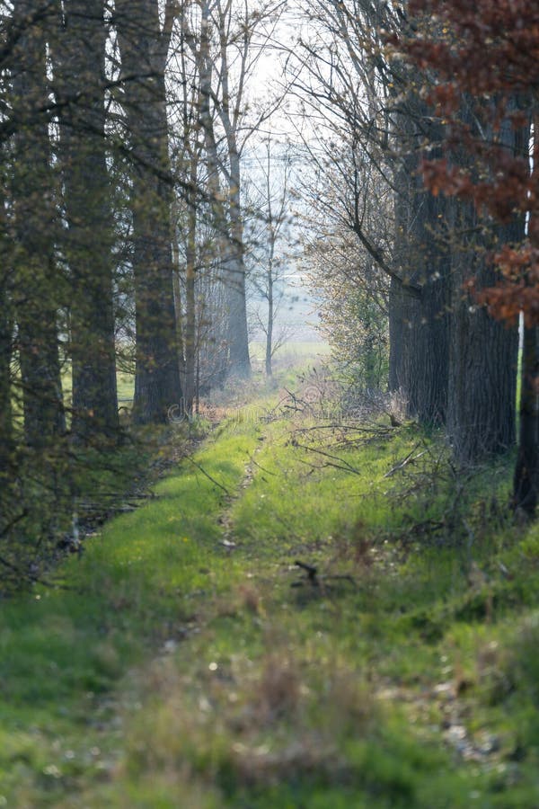 Dangerous Looking Forrest Path with Fog at Dawn Stock Image - Image of ...