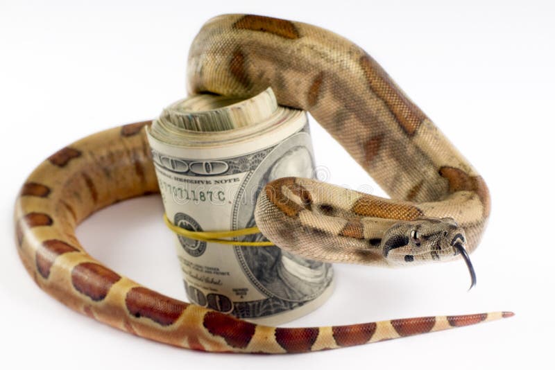 Dangerous money. stock photo. Image of constrictor, american - 12090470