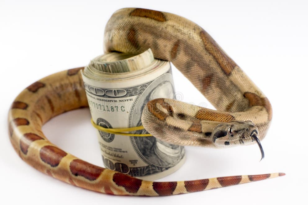 Dangerous money. stock photo. Image of constrictor, american - 12090470