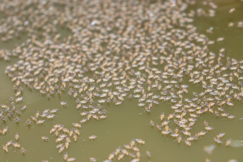 Mosquito Stock on Dirty Water Stock Image - Image of biology, mosquito ...