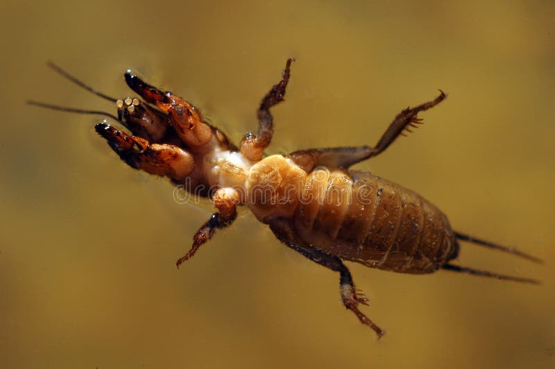 A Dangerous Pest of the Root System of Vegetables Stock Photo - Image ...