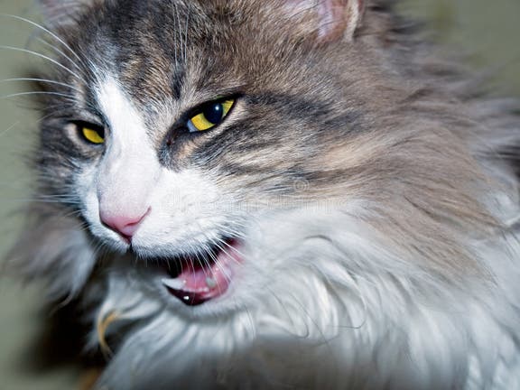 Dangerous pet stock photo. Image of mammal, expressive - 5406192