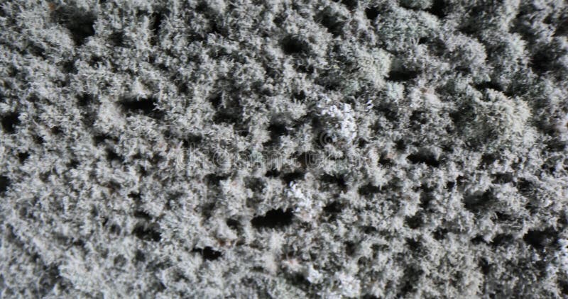 Dangerous Pieces of Bread Covered with Mold Closeup Stock Footage ...