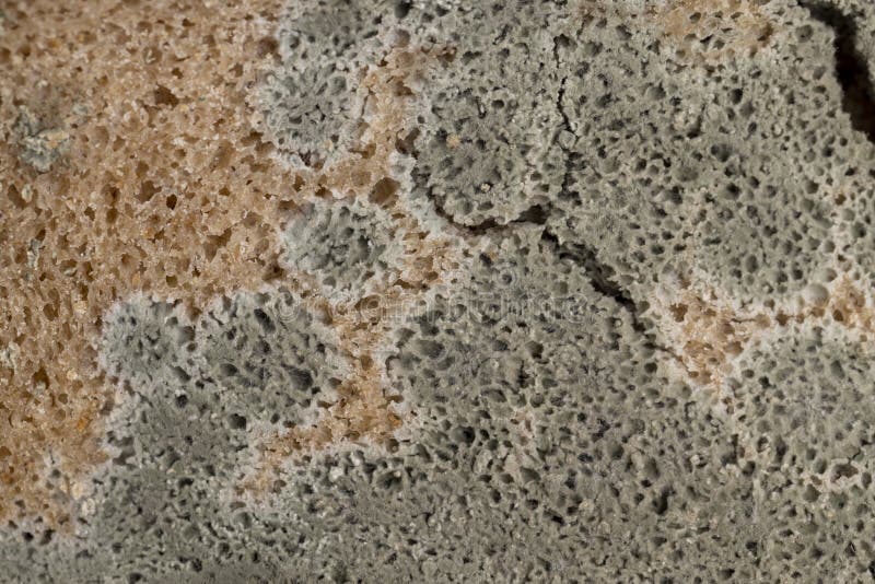 Dangerous Pieces of Bread Covered with Mold on the Table Stock Image ...