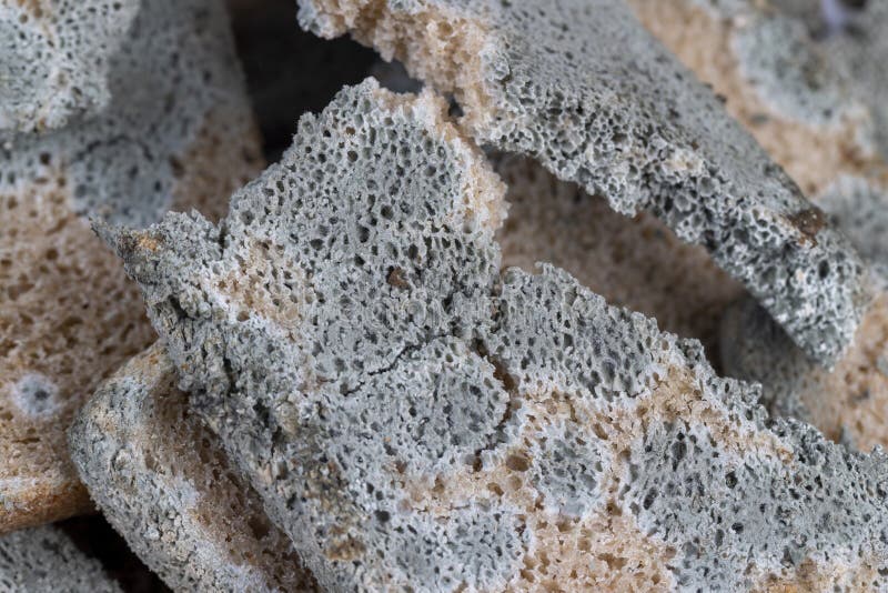 Dangerous Pieces of Bread Covered with Mold on the Table Stock Photo ...