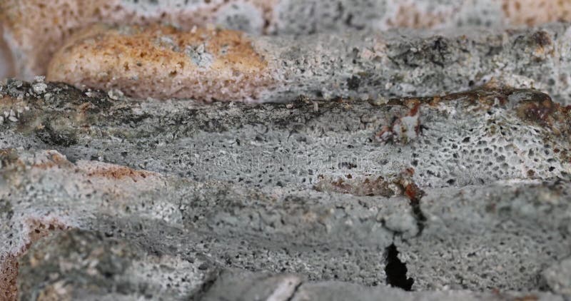 Dangerous Pieces of Bread Covered with Mold on the Table Stock Footage ...