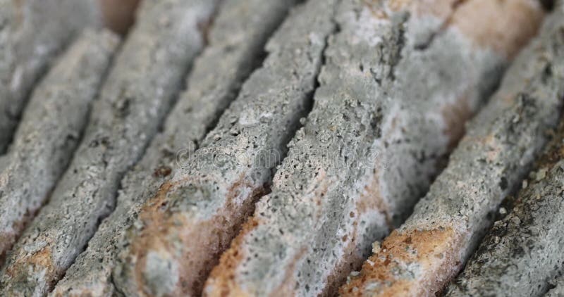 Dangerous Pieces of Bread Covered with Mold on the Table Stock Video ...