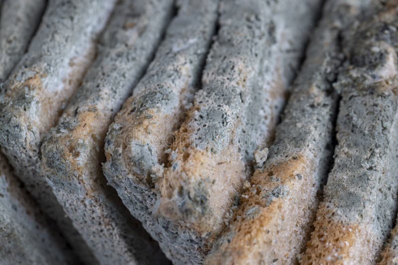Dangerous Pieces of Bread Covered with Mold on the Table Stock Image ...