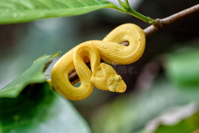 Pit viper stock image. Image of hunt, hunting, costa - 96946793
