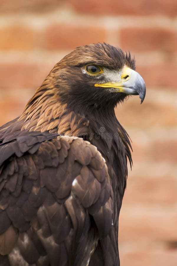 Dangerous predator stock image. Image of head, falcon - 60681443