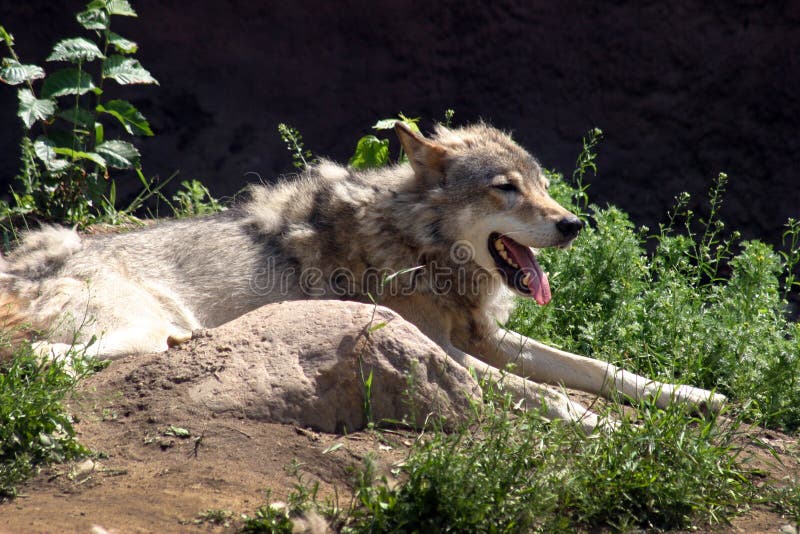 A dangerous predator wolf stock image. Image of animal - 52865253