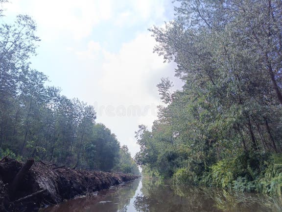 Dangerous River Forest in Amazon Stock Photo - Image of river ...