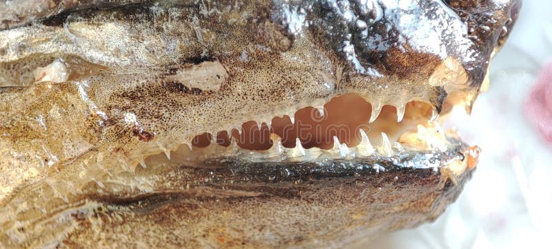 Dangerous Sharp Teeth in a Fish Mouth Stock Photo - Image of fish ...