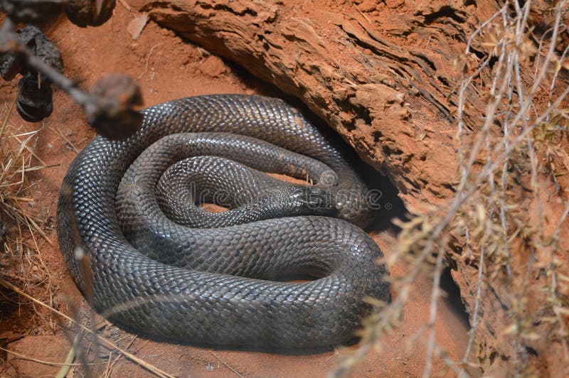 Wildlife of australia stock image. Image of snake, reptile - 265705749