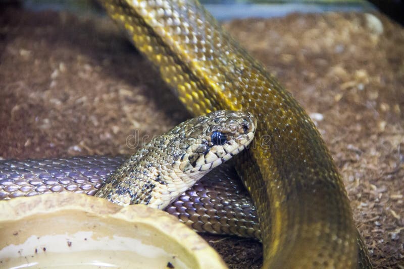 Dangerous snake in zoo stock image. Image of reptile - 88515647