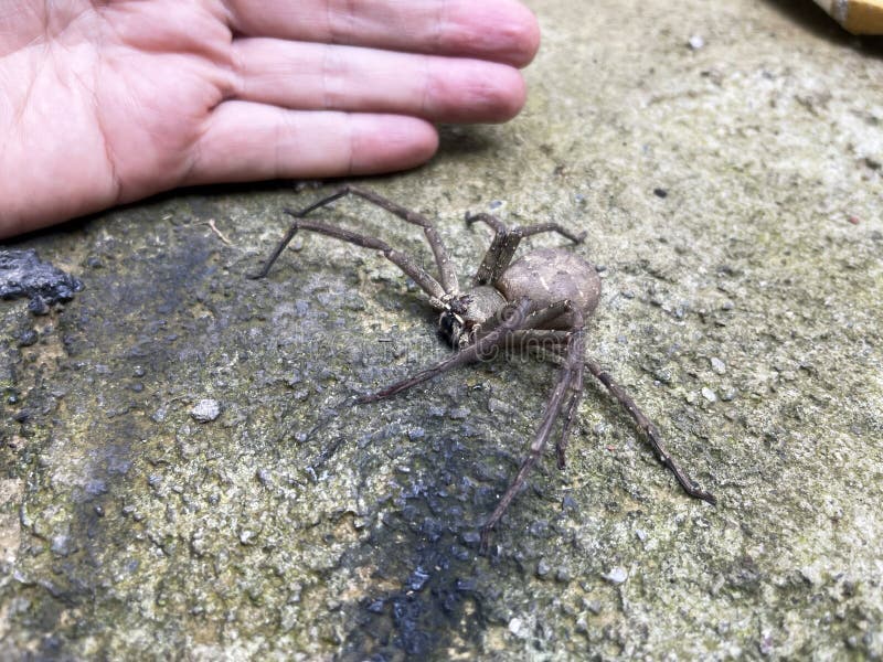 Dangerous Asian Spider with Big Teeth Near Hand Stock Image - Image of ...