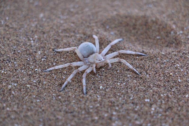 Namibia Spider Stock Photos - Free & Royalty-Free Stock Photos from ...