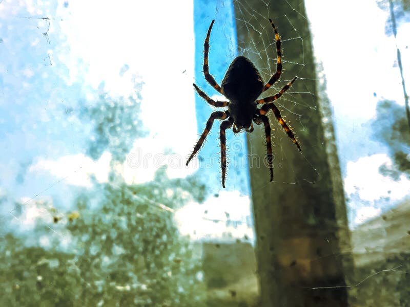 Spider web on a window stock image. Image of untidy - 227894629