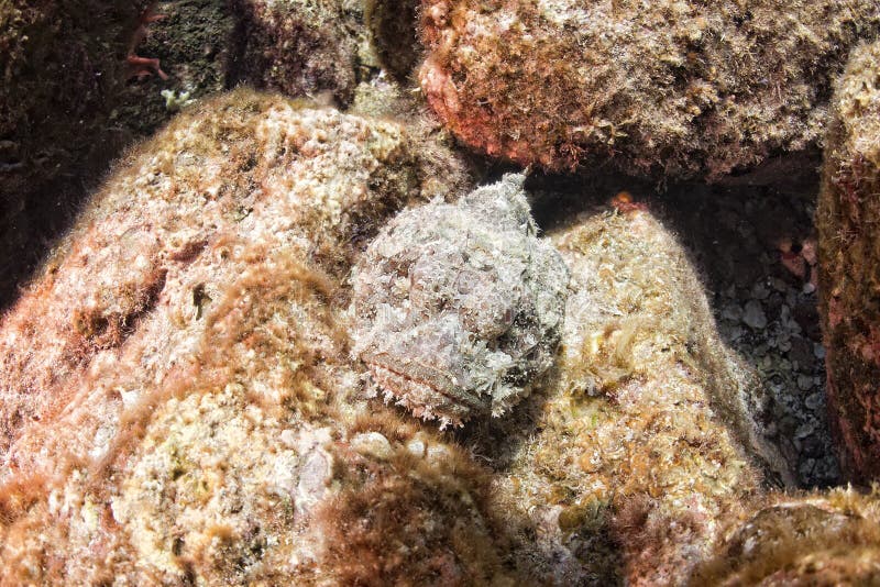 Dangerous Stone Fish Portrait Stock Image - Image of underwater ...