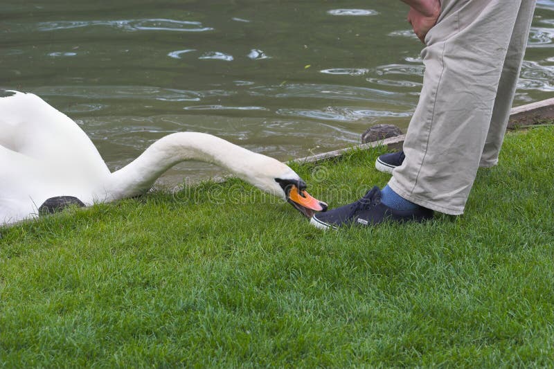 Dangerous swan stock image. Image of shoe, animal, bite - 406313