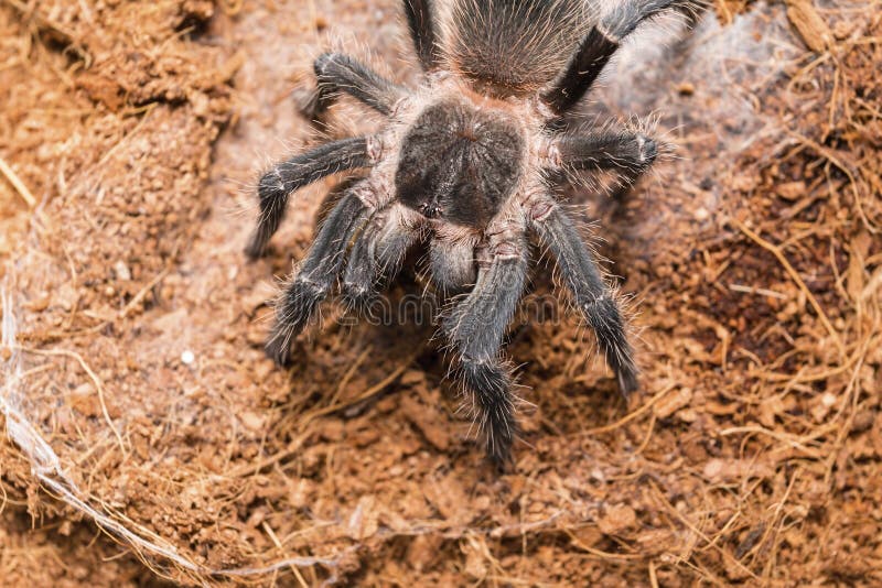 Dangerous Tarantula Spider in a Special Terrarium. Stock Photo - Image ...