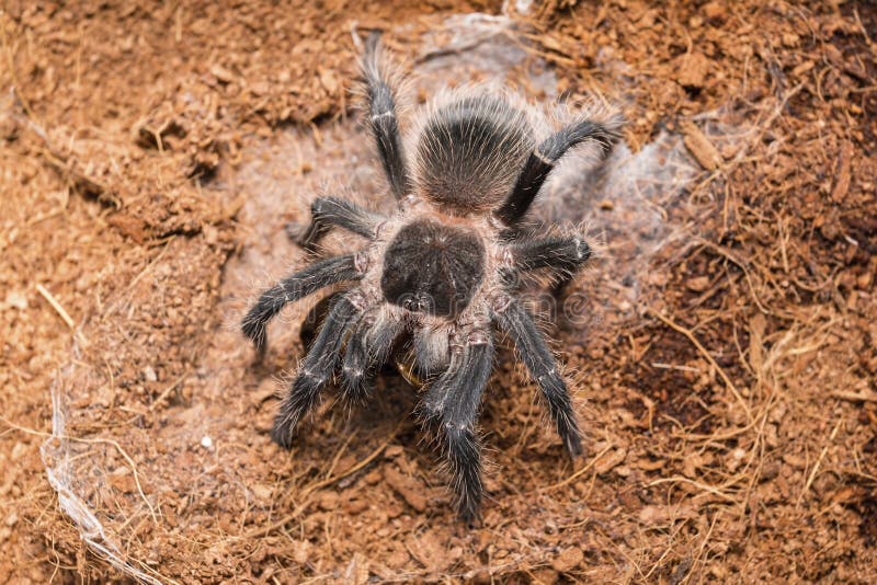 Dangerous Tarantula Spider in a Special Terrarium. Stock Image - Image ...