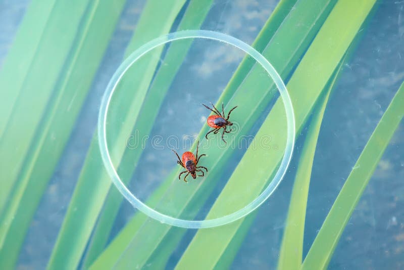 Tick Crawls on Human Palm. Ixodes Spreading Tick-borne Encephalitis and ...