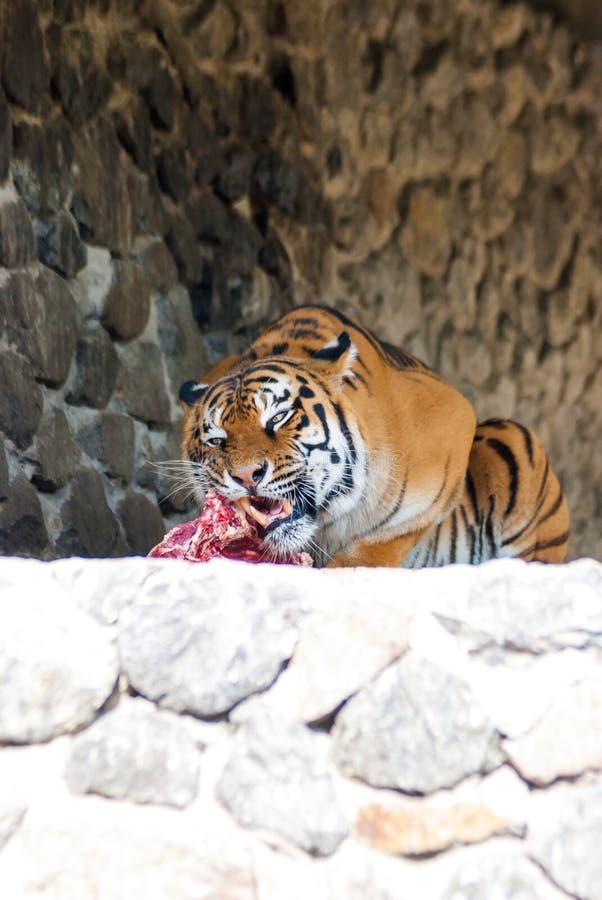 Dangerous Tiger Eats Freshly Caught Prey Stock Image - Image of tigress ...