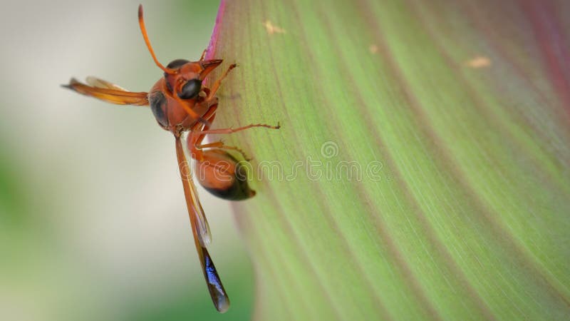 Dangerous vasp stock image. Image of wings, plant, dangerous - 32055659