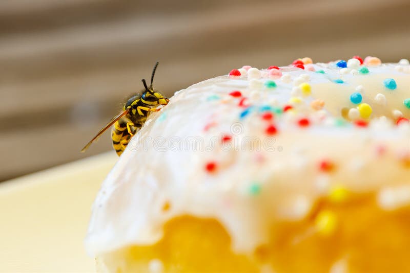 Dangerous Wasp on food stock photo. Image of pest, biting - 254032782