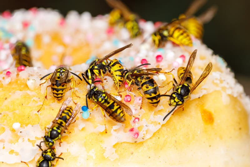 Dangerous Wasp on food stock photo. Image of closeup - 254032830