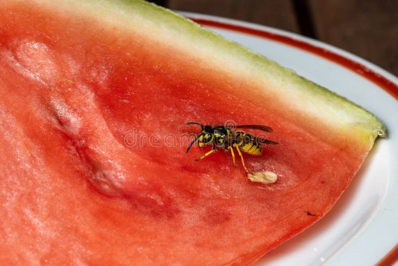 Dangerous Wasp on Food stock photo. Image of vespinae - 157179736