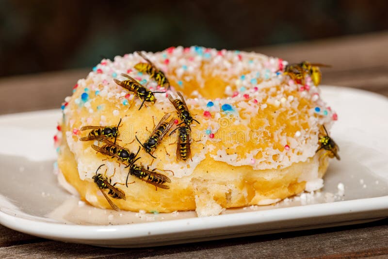 Dangerous Wasp on food stock photo. Image of social - 254032880