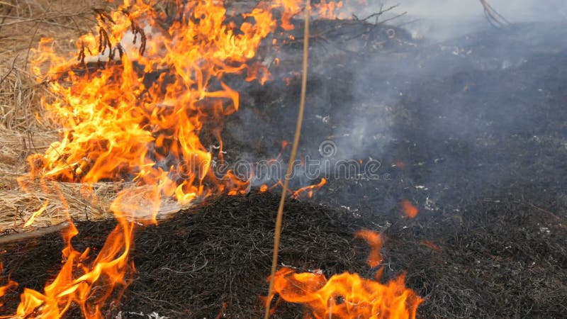 Dangerous Wild Fire in Nature, Burns Dry Grass. Burnt Black Grass in ...