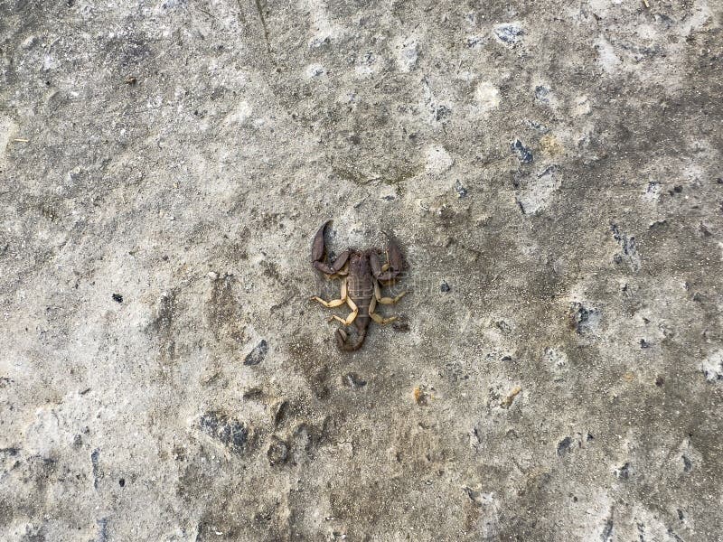 Dangerous Wild Scorpion Closeup, Dangerous Outdoor Encounter Stock ...