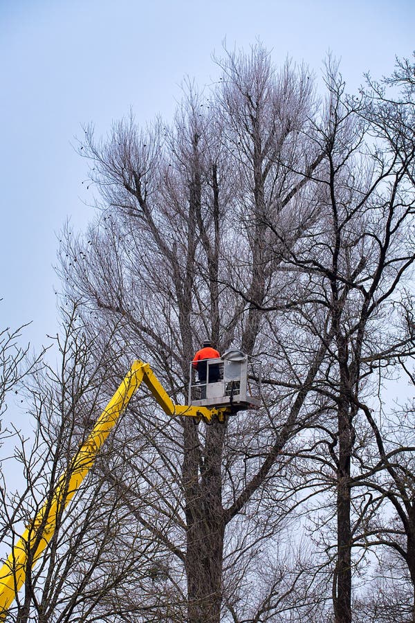 Gardener Cutting a Tree in Winter, Removing Dead Branches Stock Image ...