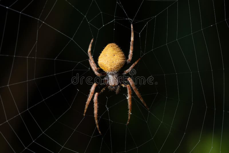 Dangerous Yellow Spider Sit on Web Stock Photo - Image of insect, green ...