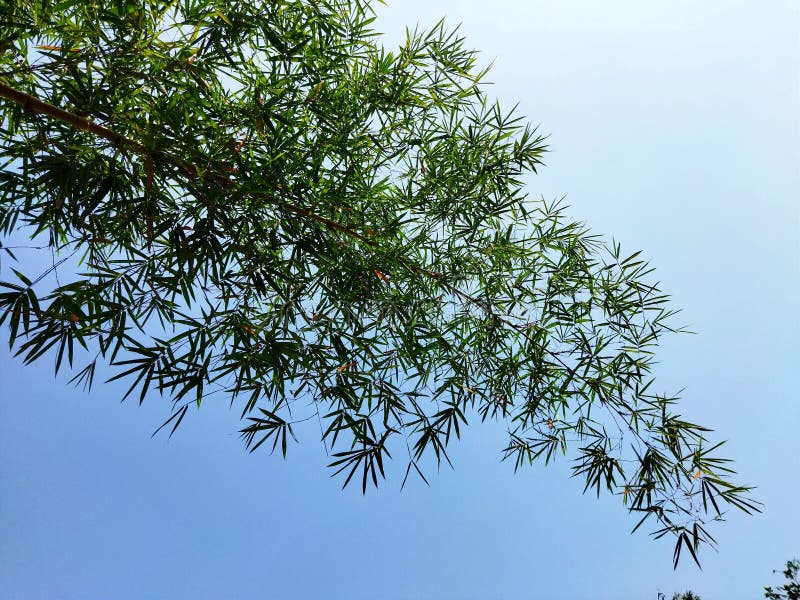 Dangling Bamboo Tree Leaves Against a Blue Sky Background. Horizontal ...