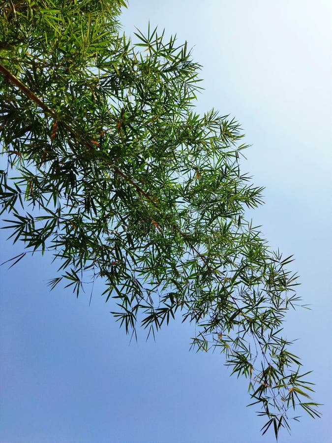 Dangling Bamboo Tree Leaves Against a Blue Sky Background. Vertical ...