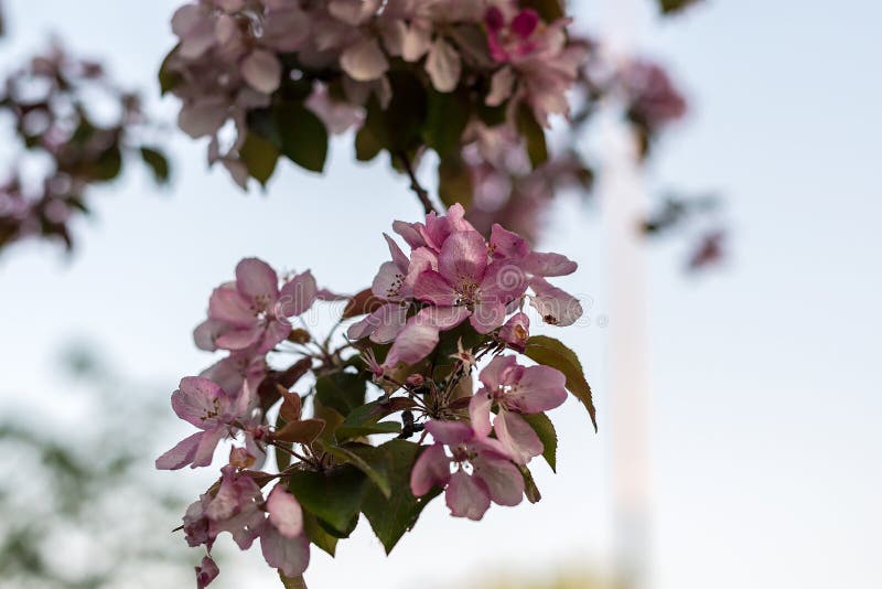 Dangling Tree Branch with Young Fresh Green Leaves and Beautiful Tender ...