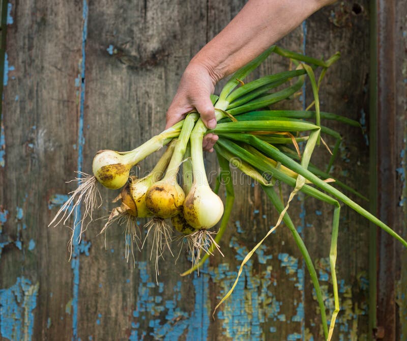 Dangling Bunch of Fresh Onion Stock Photo - Image of fresh, ingredient ...
